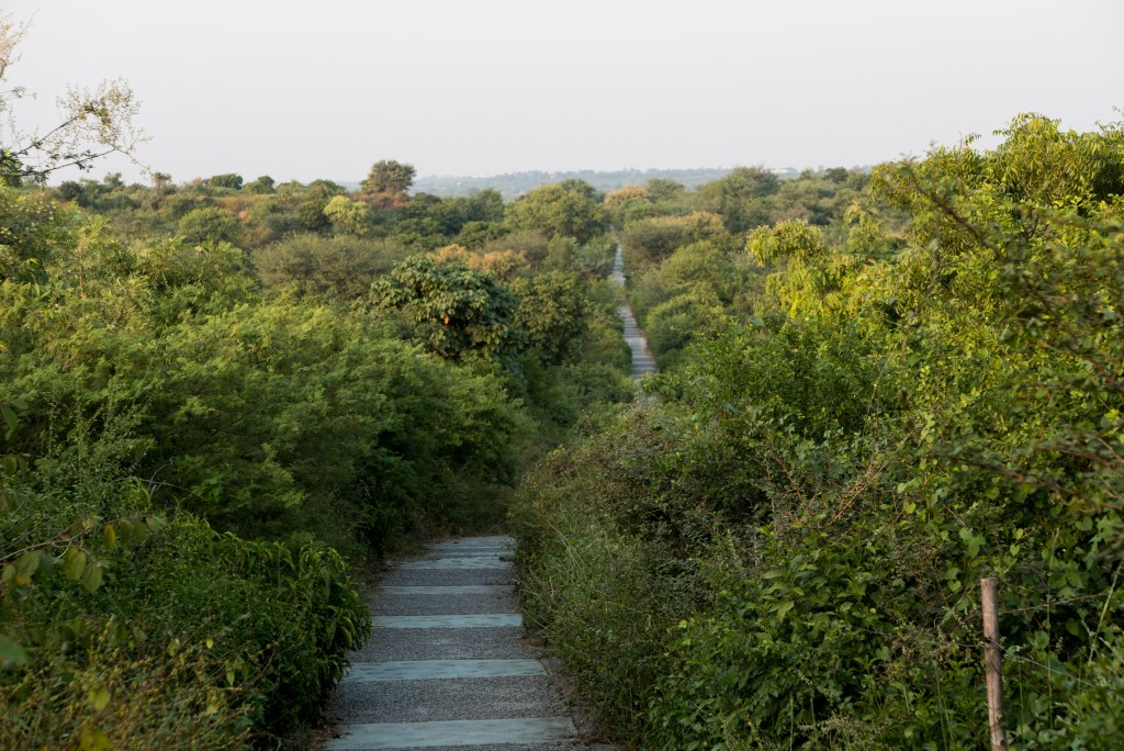 NATIVE PLANTING IN THE ARAVALLIS – Healing Our Cities